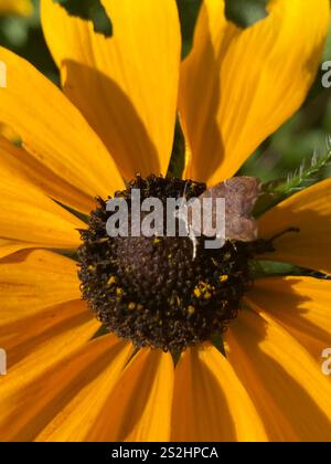 fig-tree skeletonizer moth (Choreutis nemorana Stock Photo - Alamy