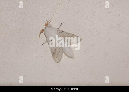 Dot-lined White (Artace cribrarius Stock Photo - Alamy
