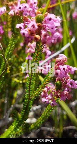 Graffiti Heath (Erica seriphiifolia Stock Photo - Alamy