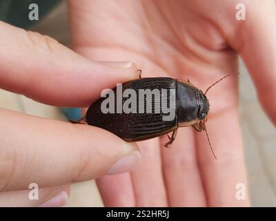 King Diving-beetle (Dytiscus dimidiatus Stock Photo - Alamy