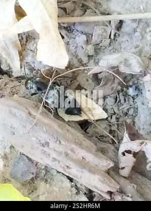 hairy rove beetle (Creophilus maxillosus Stock Photo - Alamy