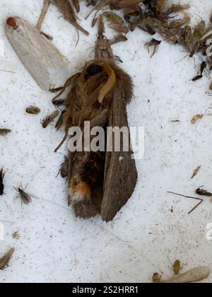 Bag-shelter Moth (Ochrogaster lunifer Stock Photo - Alamy