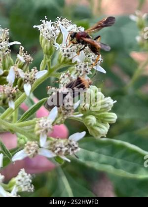 Spot-sided Coreid (Hypselonotus punctiventris Stock Photo - Alamy