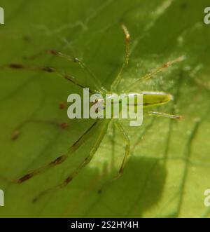 Translucent Green Jumping Spiders (Lyssomanes) Arachnida Stock Photo ...