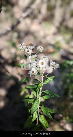 white paper daisy (Coronidium elatum Stock Photo - Alamy