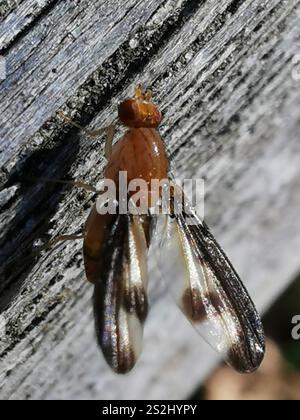 Antlered Flutter Fly (Toxonevra superba) Insecta Stock Photo - Alamy