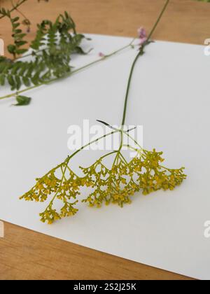 eastern valerian (Patrinia scabiosifolia Stock Photo - Alamy
