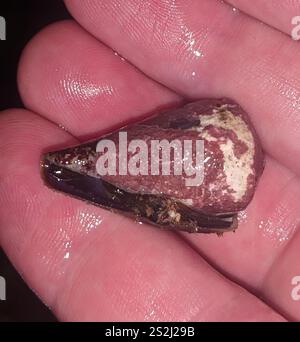 Rat Cone (Conus rattus Stock Photo - Alamy