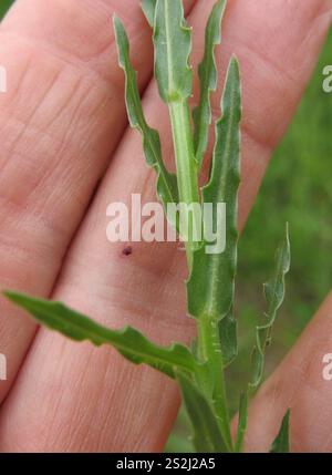 African Blue Bell (Wahlenbergia undulata Stock Photo - Alamy