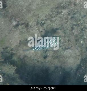 Hawaiian Spotted Toby (Canthigaster jactator Stock Photo - Alamy