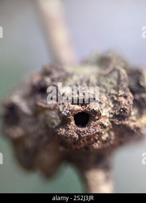 Gouty Oak Gall Wasp (Callirhytis quercuspunctata Stock Photo - Alamy