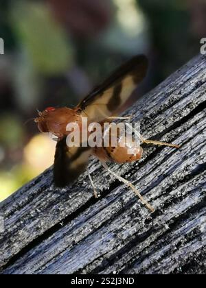 Antlered Flutter Fly (Toxonevra superba) Insecta Stock Photo - Alamy