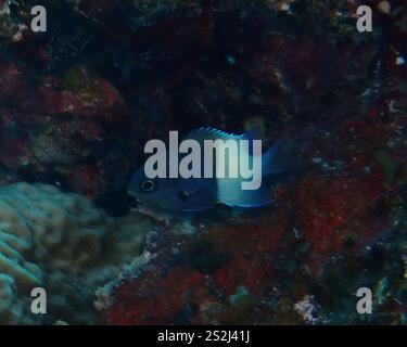 Red Sea Half-and-half Chromis (Pycnochromis dimidiatus Stock Photo - Alamy