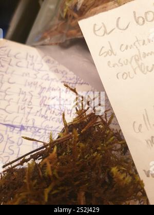 Intermediate Hook-moss (Scorpidium cossonii), Plantae, Yukon, Canada ...