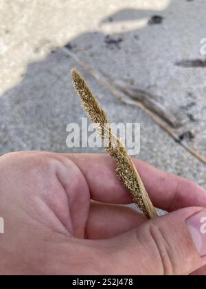 seashore dropseed (Sporobolus virginicus Stock Photo - Alamy