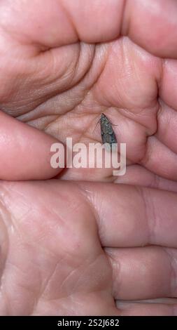 Dusky Raisin Moth (Ephestiodes gilvescentella Stock Photo - Alamy