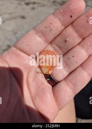 Atlantic Calico Scallop (Argopecten gibbus Stock Photo - Alamy