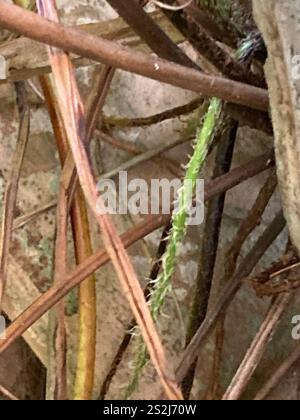 Broad Sword Fern (Nephrolepis biserrata), Plantae, 台灣新北市 Stock Photo ...