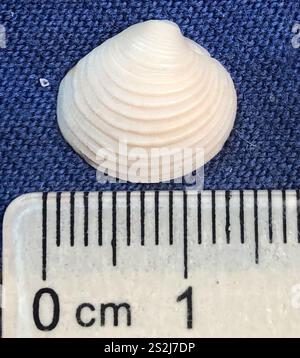 Lady-in-waiting Venus (Chionopsis intapurpurea) Mollusca Stock Photo ...