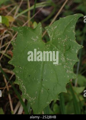 western rattlesnake root (Nabalus alatus Stock Photo - Alamy