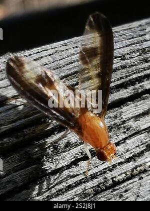 Antlered Flutter Fly (Toxonevra superba) Insecta Stock Photo - Alamy