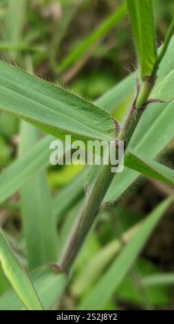 Molasses Grass (Melinis minutiflora Stock Photo - Alamy