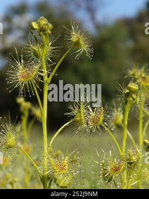 Grassland Sundew (Drosera hookeri Stock Photo - Alamy