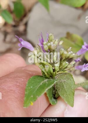 common dittany (Cunila origanoides Stock Photo - Alamy