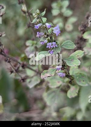 Tropical Bushmint (Hyptis mutabilis Stock Photo - Alamy
