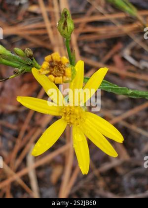 Pineland Silkgrass (Pityopsis aspera Stock Photo - Alamy