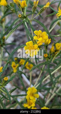 Chinchweed (Pectis papposa Stock Photo - Alamy