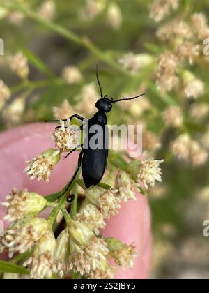 Black blister beetle (Epicauta pensylvanica) crawling on the mosaic ...