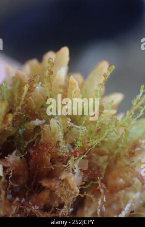 Papillose Peatmoss (Sphagnum papillosum Stock Photo - Alamy