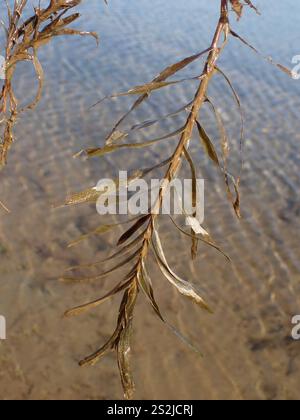 robbins' pondweed (Potamogeton robbinsii Stock Photo - Alamy