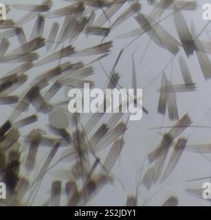 Montana Six-plume Moth (Alucita montana Stock Photo - Alamy
