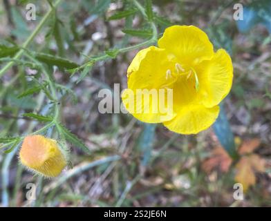 Combleaf Yellow False Foxglove (Aureolaria pectinata Stock Photo - Alamy
