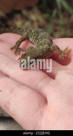 Waitaha Gecko (Woodworthia brunnea Stock Photo - Alamy