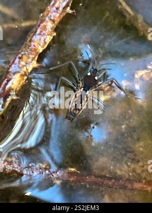 Capra's Water Cricket (Velia caprai Stock Photo - Alamy