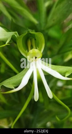 Green Woodorchid (Bonatea speciosa Stock Photo - Alamy