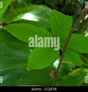 Fiveleaf Yam (Dioscorea pentaphylla Stock Photo - Alamy