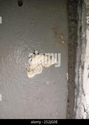 Northern Winter Moth (Operophtera fagata Stock Photo - Alamy
