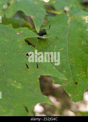 Maple Spindle Gall Mite (Vasates aceriscrumena Stock Photo - Alamy
