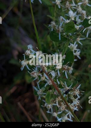 Dixie aster (Sericocarpus tortifolius Stock Photo - Alamy