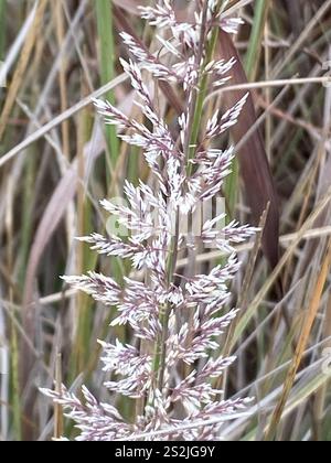 Lindheimer muhly (Muhlenbergia lindheimeri Stock Photo - Alamy