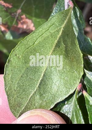 dwarf huckleberry (Gaylussacia dumosa Stock Photo - Alamy