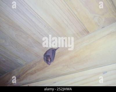 New World Leaf-nosed Bats (Phyllostomidae Stock Photo - Alamy