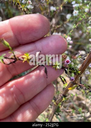 Small White Aster (Symphyotrichum racemosum Stock Photo - Alamy