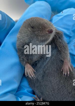 Short-tailed and Small-eared Shrews (Blarinini Stock Photo - Alamy
