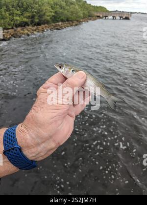 Common Mullets (Mugil Stock Photo - Alamy