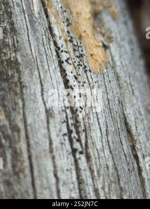 Tiny Button Lichen (Amandinea punctata Stock Photo - Alamy